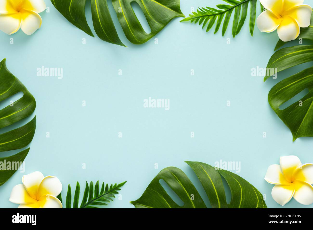 Summer background with tropical frangipani flowers and green tropical ...