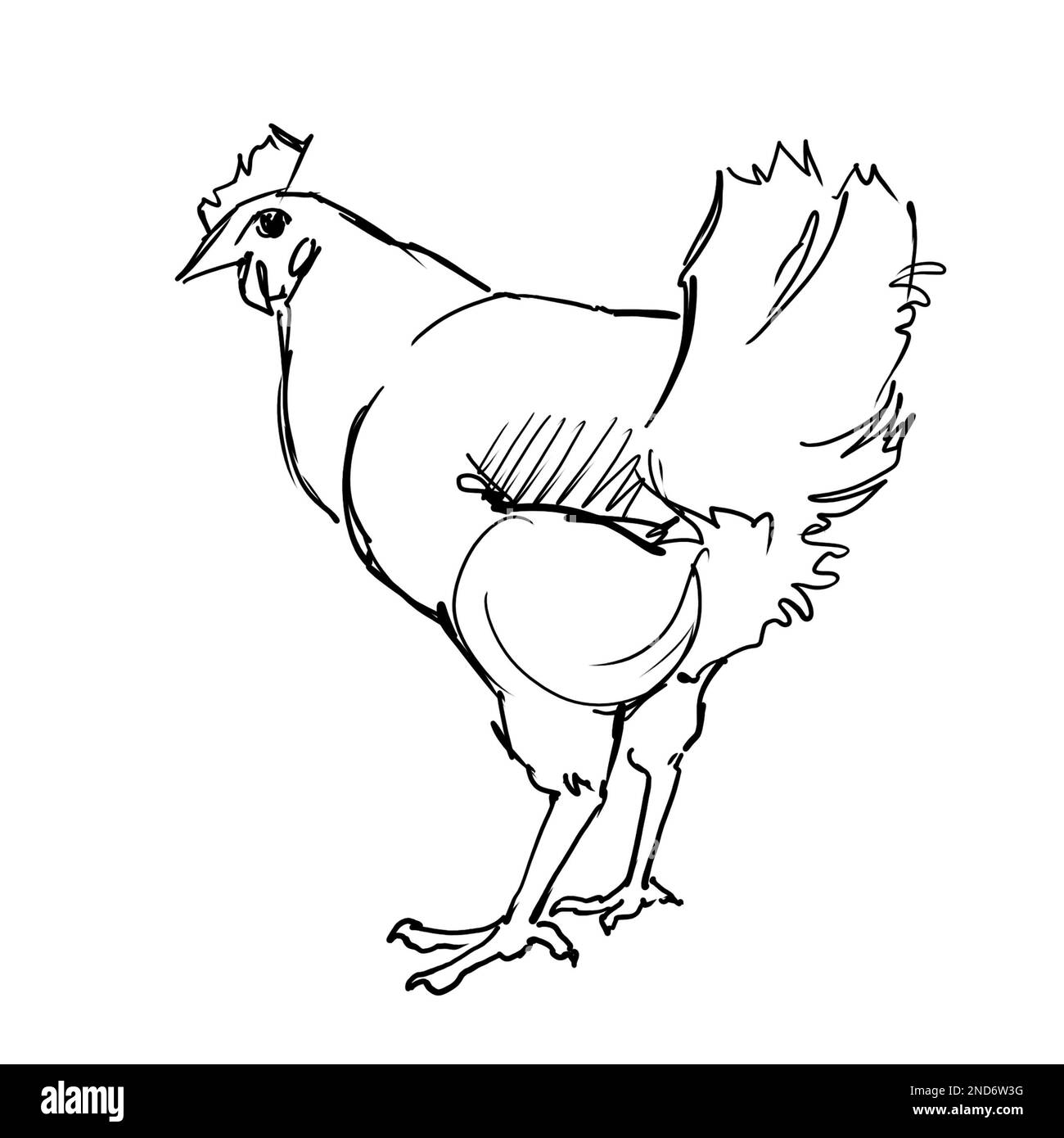Linear sketches of poultry in graphics. High quality illustration Stock ...