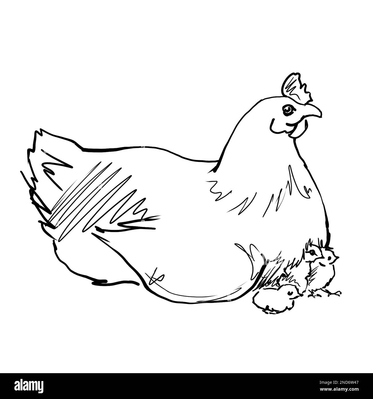 Linear sketches of poultry in graphics. High quality illustration Stock ...