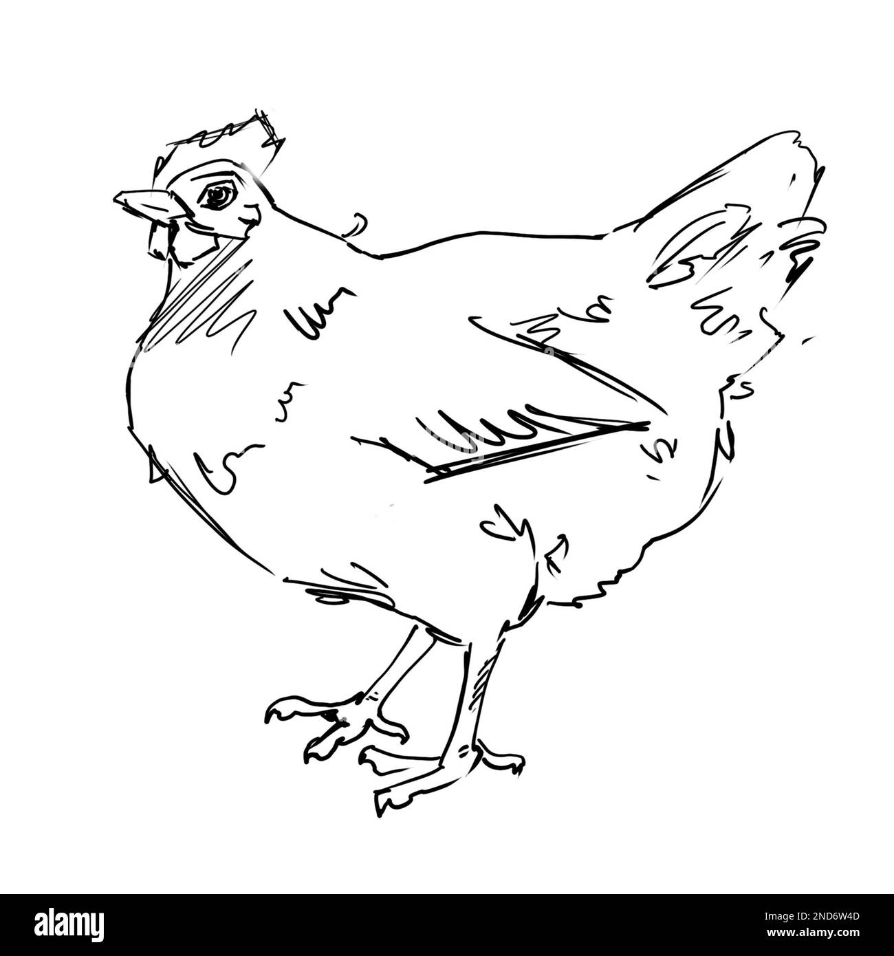 Linear sketches of poultry in graphics. High quality illustration Stock ...