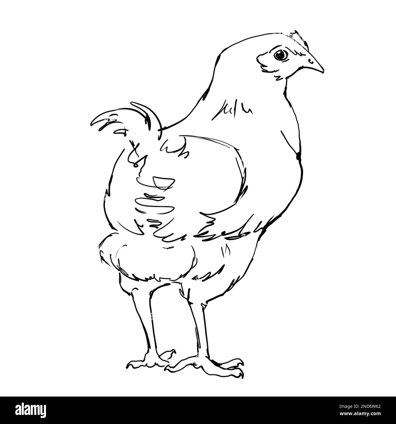 Linear sketches of poultry in graphics. High quality illustration Stock ...