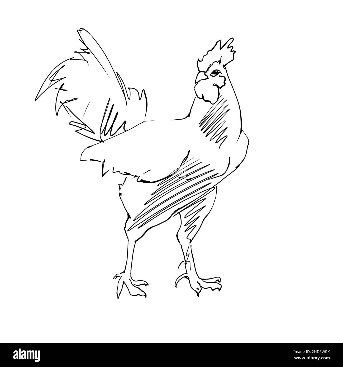 Linear sketches of poultry in graphics. High quality illustration Stock ...