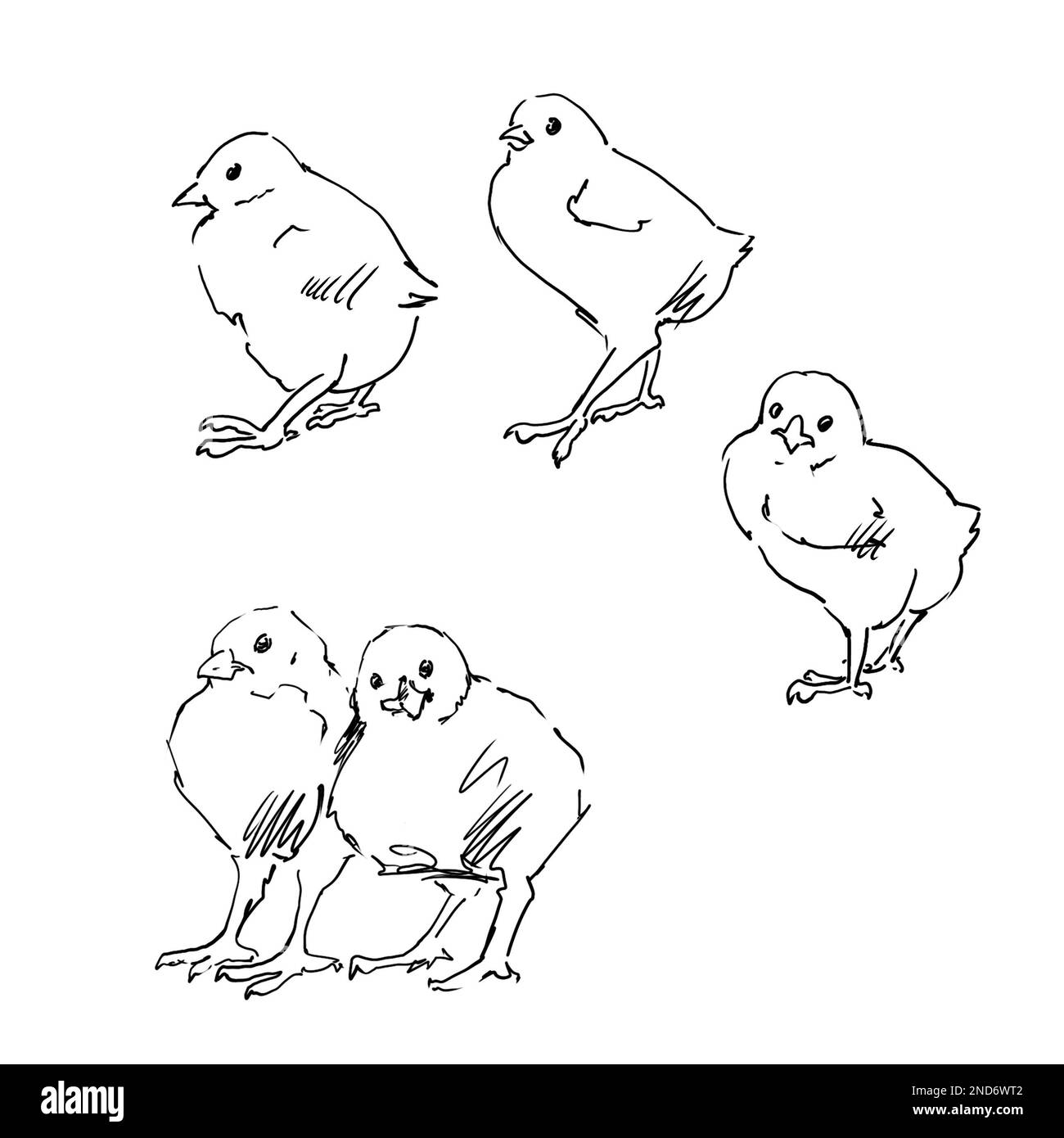 Linear sketches of poultry in graphics. High quality illustration Stock ...