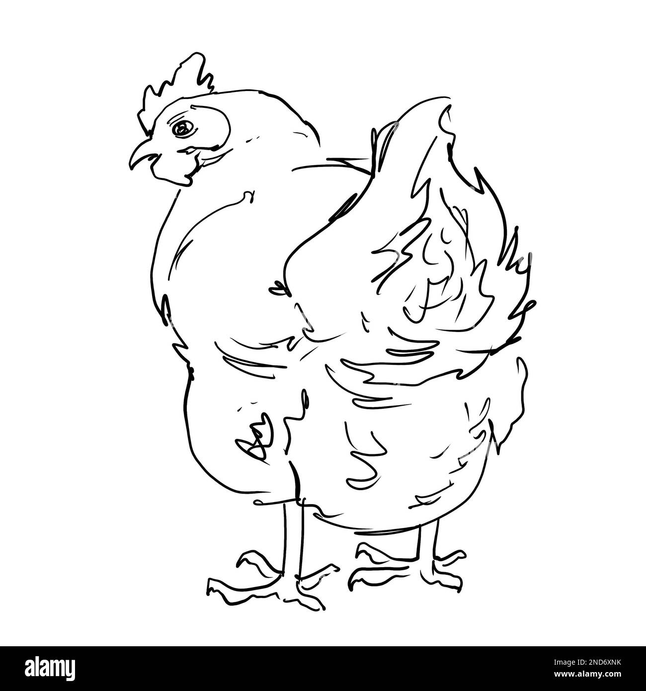 Linear sketches of poultry in graphics. High quality illustration Stock ...