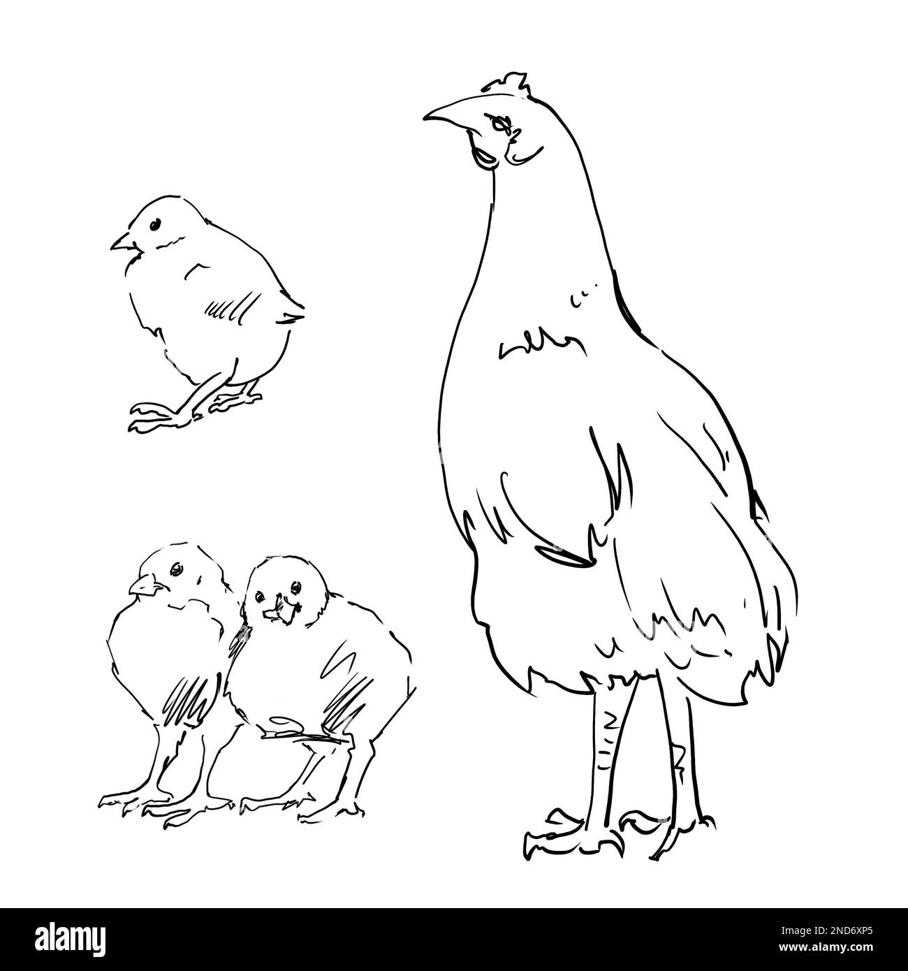Linear sketches of poultry in graphics. High quality illustration Stock ...