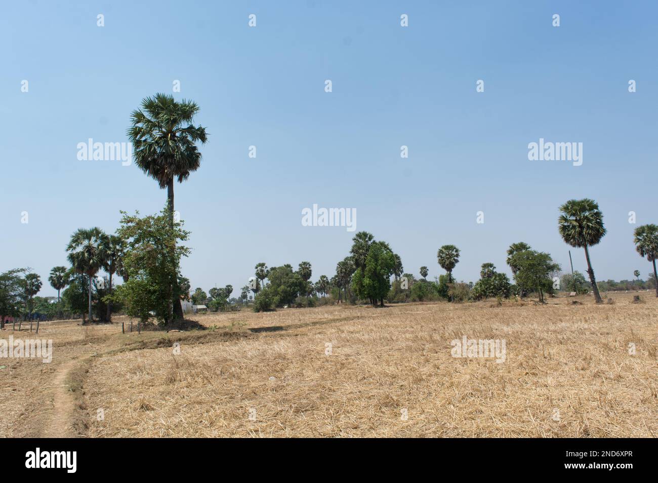 Dry crops and dry lands due to water shortage. Due to climate change ...