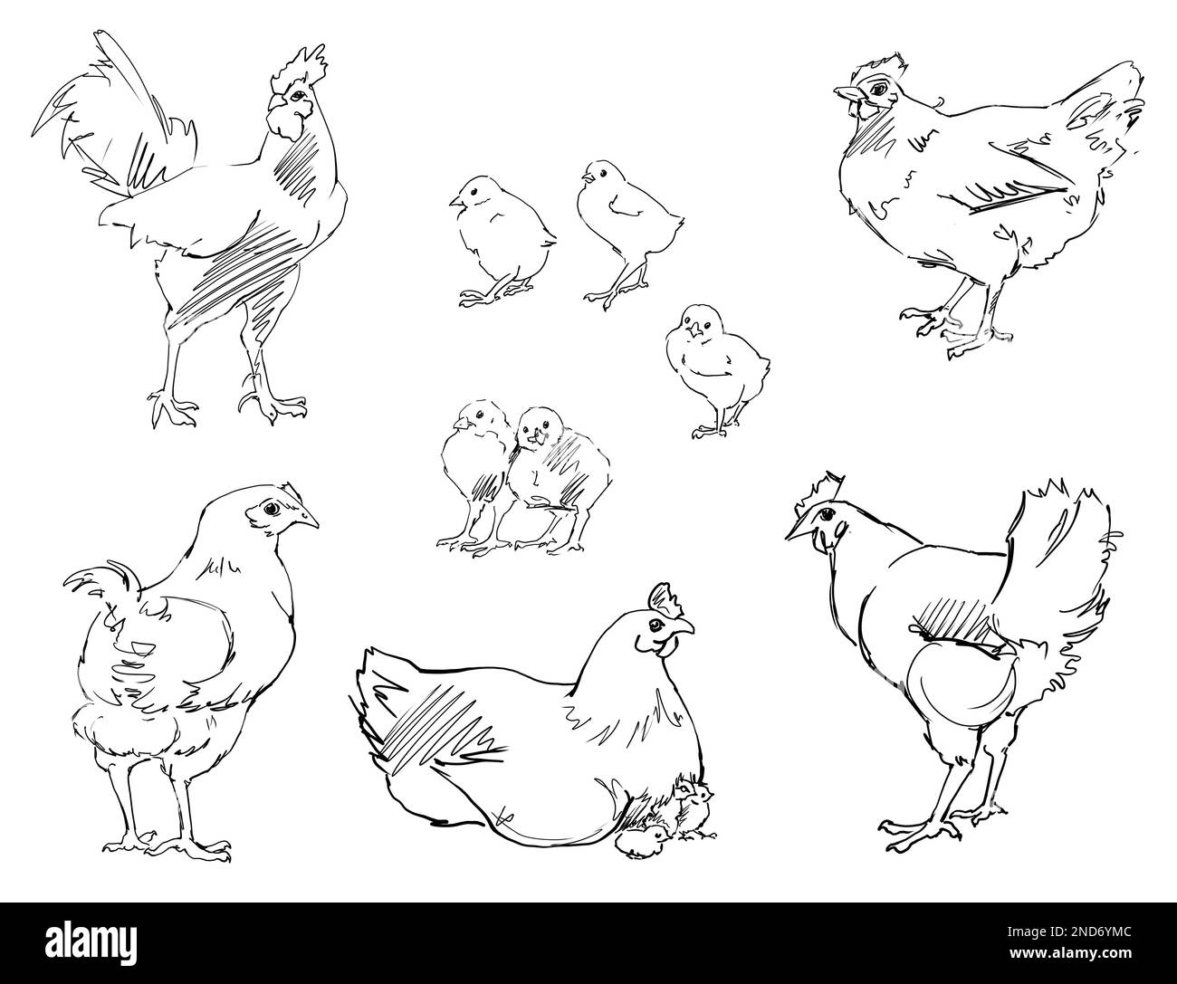 Linear sketches of poultry in graphics. High quality illustration Stock ... Linear sketches of poultry in graphics. High quality illustration Stock ...