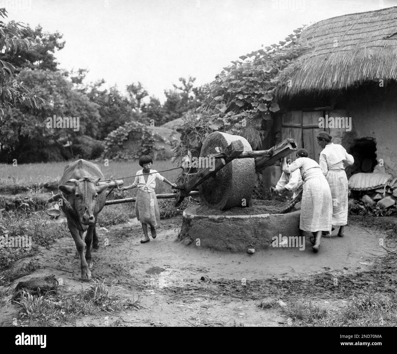 Korean woman ground flour in a primitive animal powered mill near the ...