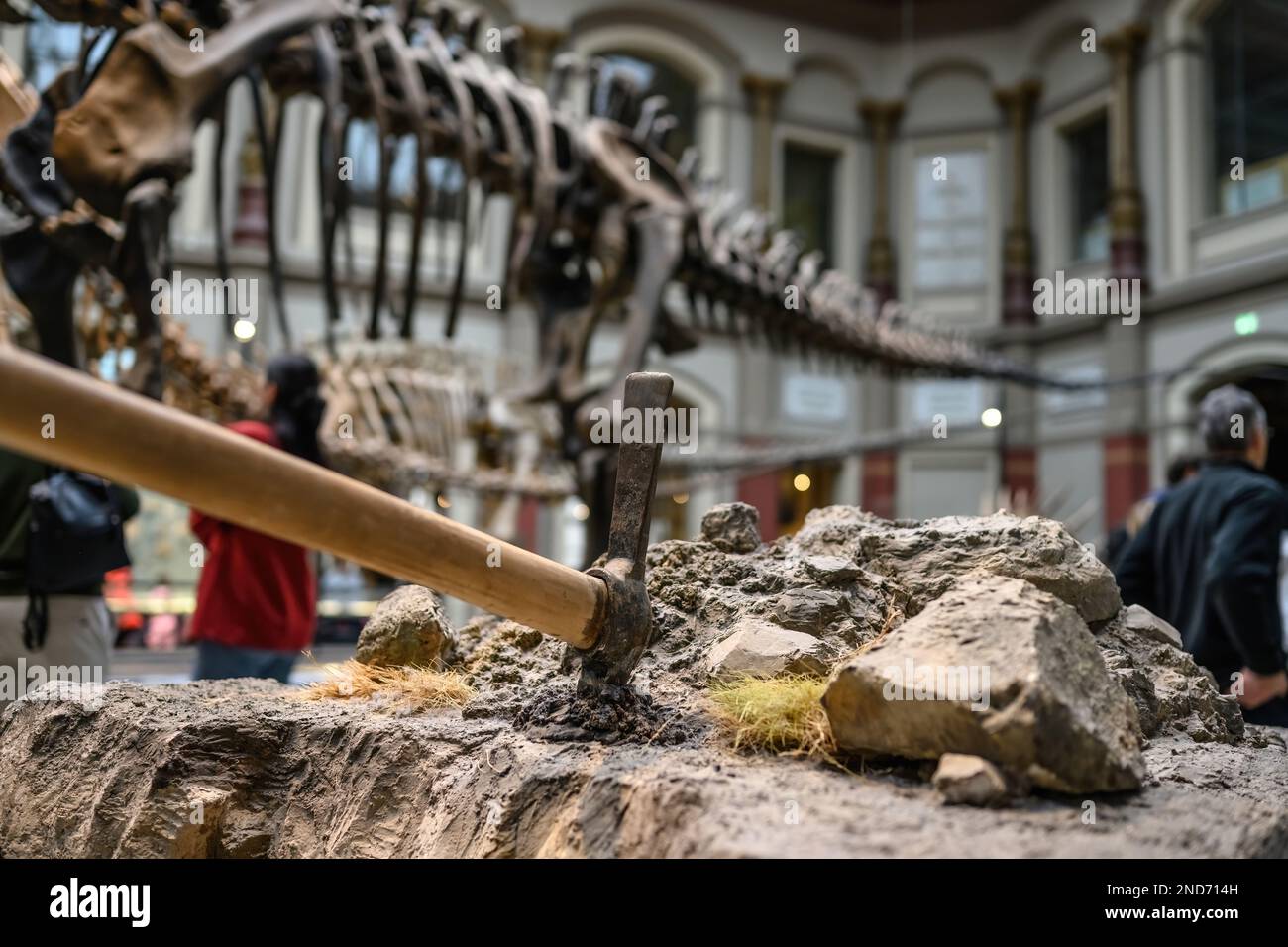 Dinosaur leg bone hi-res stock photography and images - Alamy