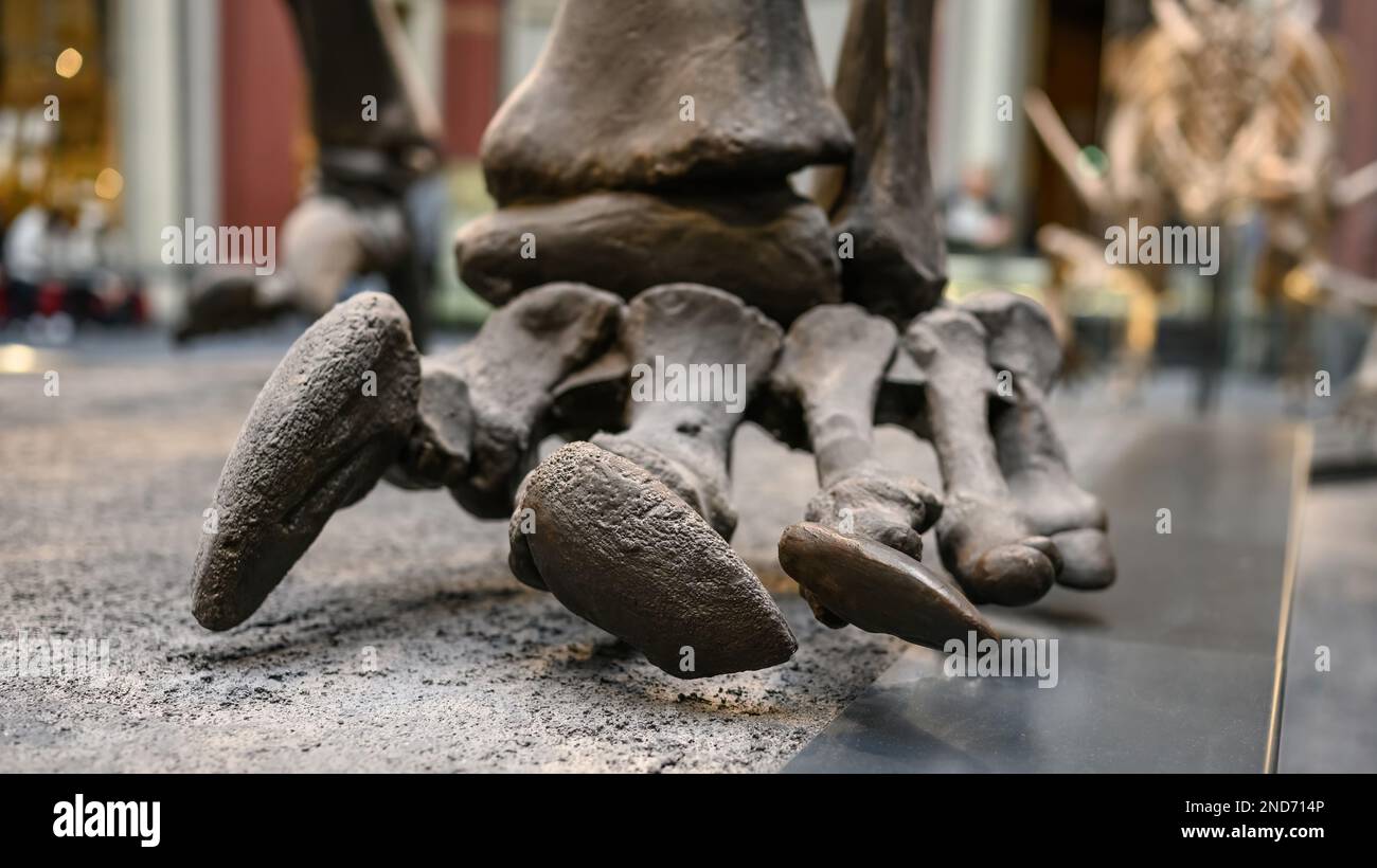 Fossil dinosaur paw hi-res stock photography and images - Alamy