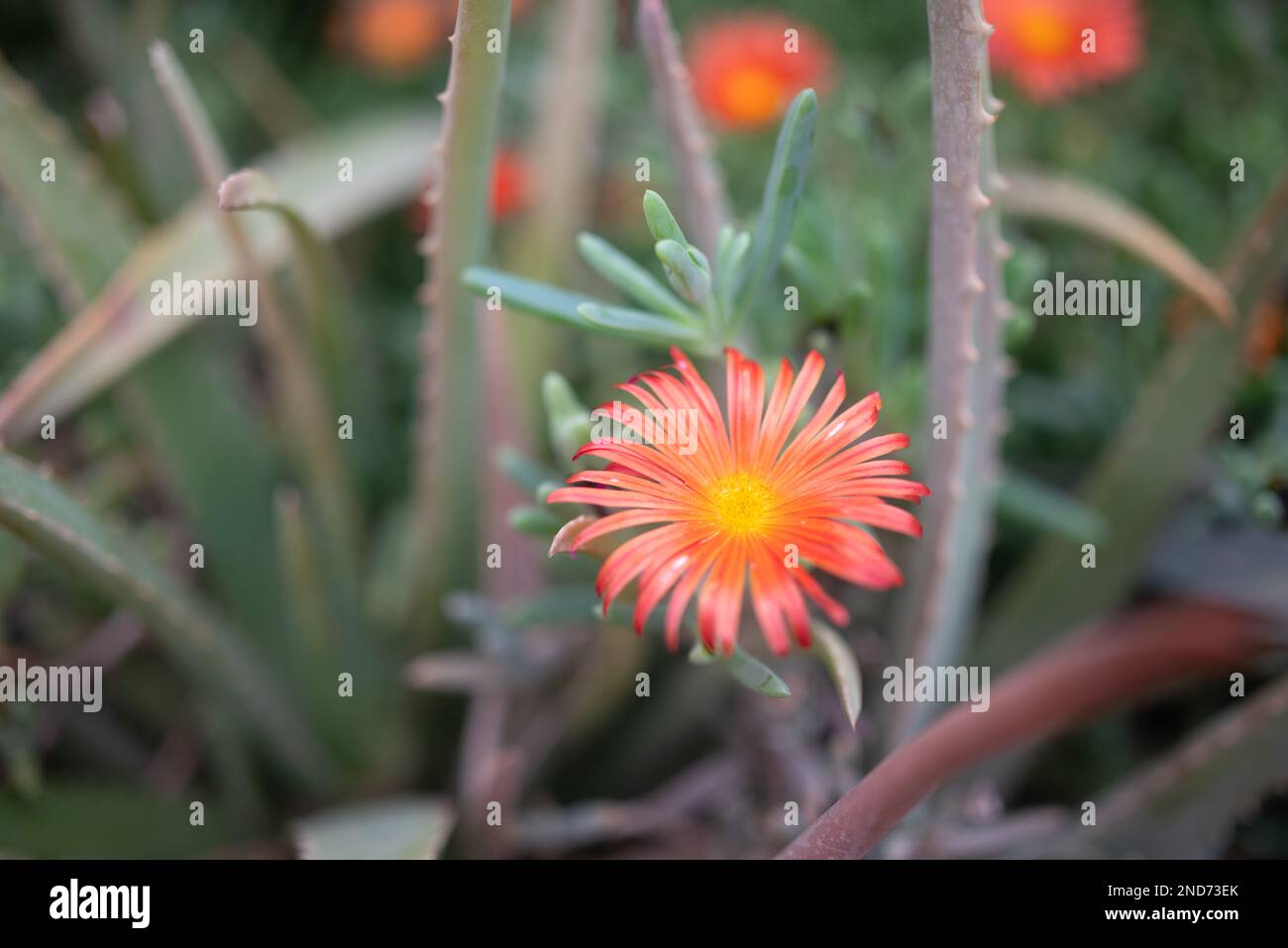Closeup of orange flower of red ice plant, coppery vygie or Malephora ...