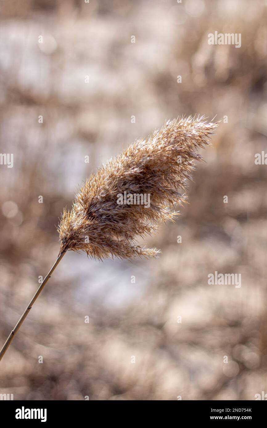 Reed environment hi-res stock photography and images - Alamy