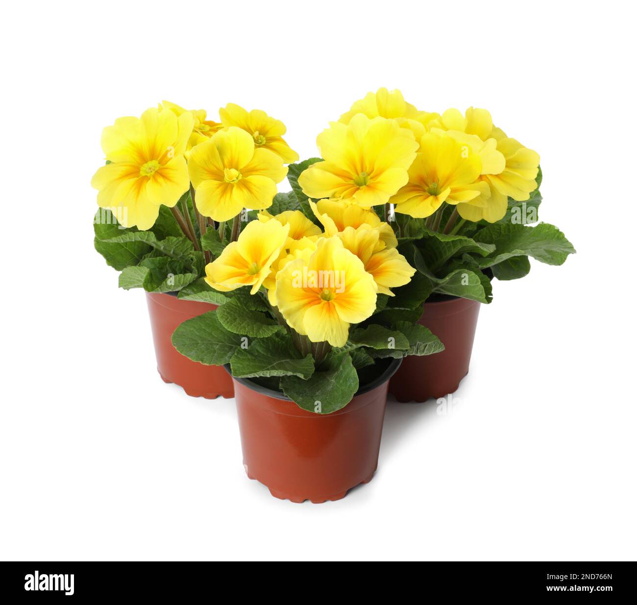 Beautiful primula (primrose) plants with yellow flowers on white ...