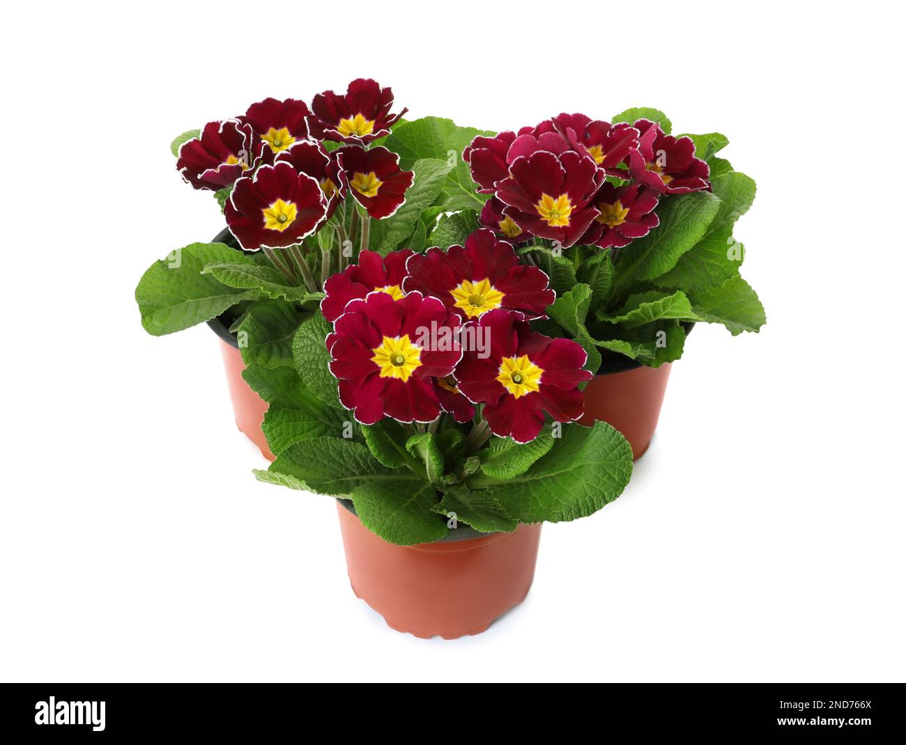 Beautiful primula (primrose) plants with burgundy flowers on white ...