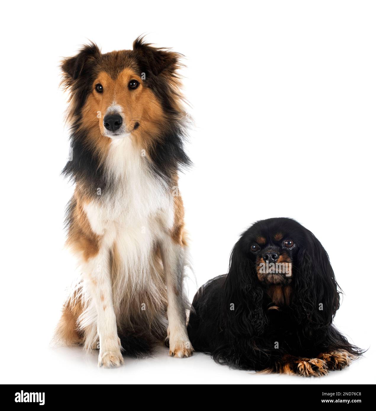 young rough collie and cavalier king charles in front of white ...