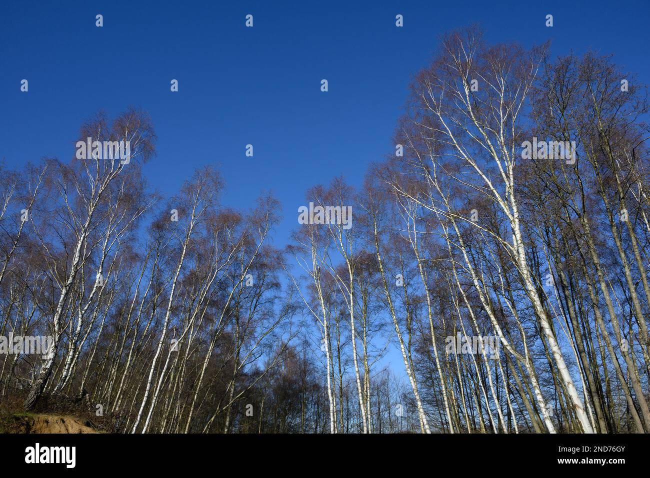 Silver birch (Betula pendula) trees in Sevenoaks Wildlife Reserve, Kent ...