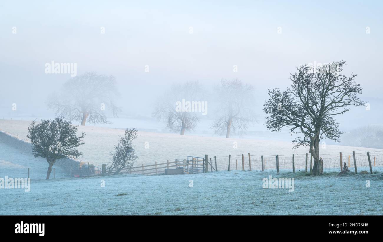 A frosty scene on the flanks of Almscliffe Crag with two weathered hawthorns framing the rural ...