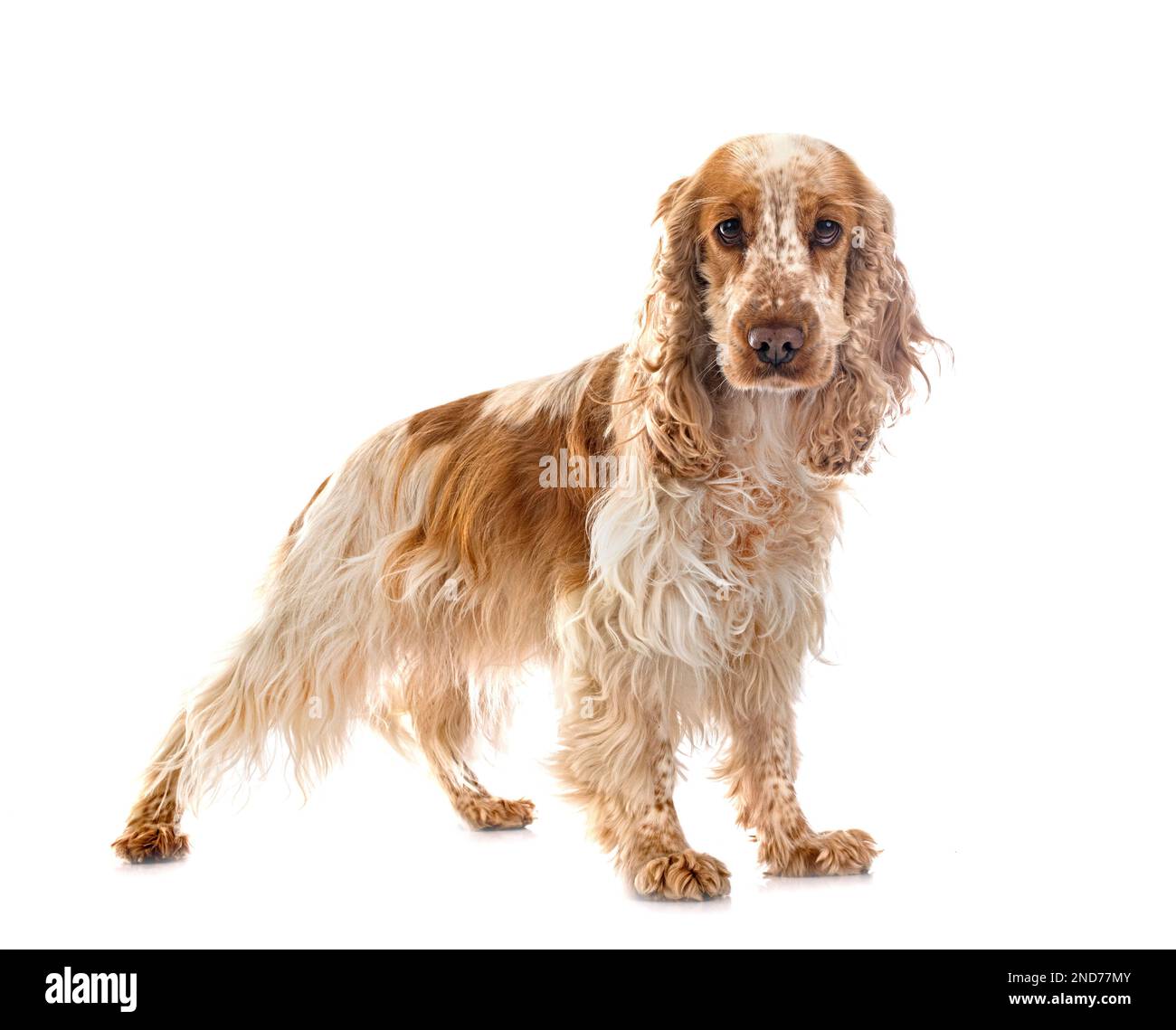 English Cocker Spaniel in front of white background Stock Photo - Alamy