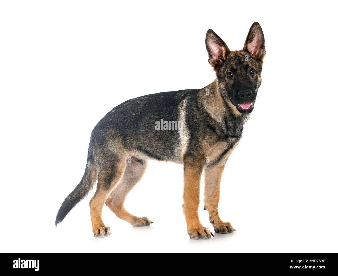 Grey german shepherd dog Cut Out Stock Images & Pictures - Alamy