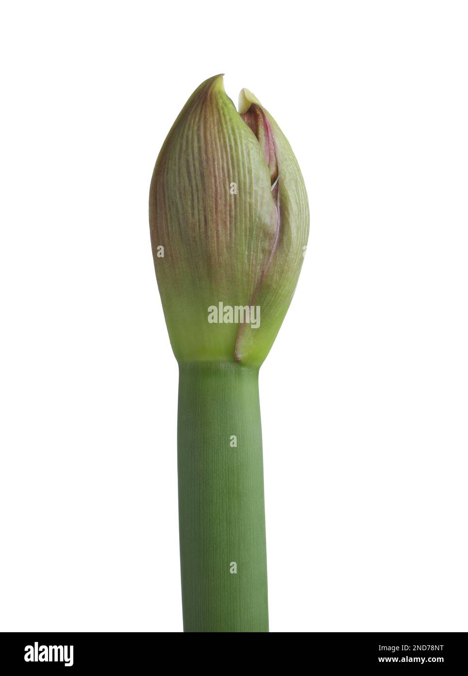 Beautiful fresh amaryllis bud on white background Stock Photo - Alamy