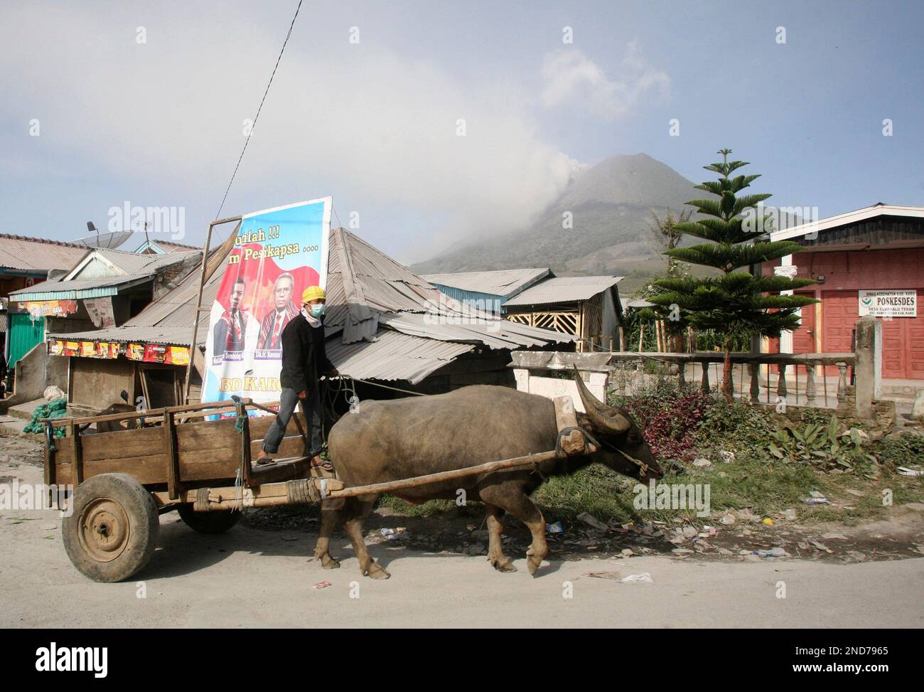 A villager rides a buffalo cart with a backdrop of Mount Sinabung, in ...