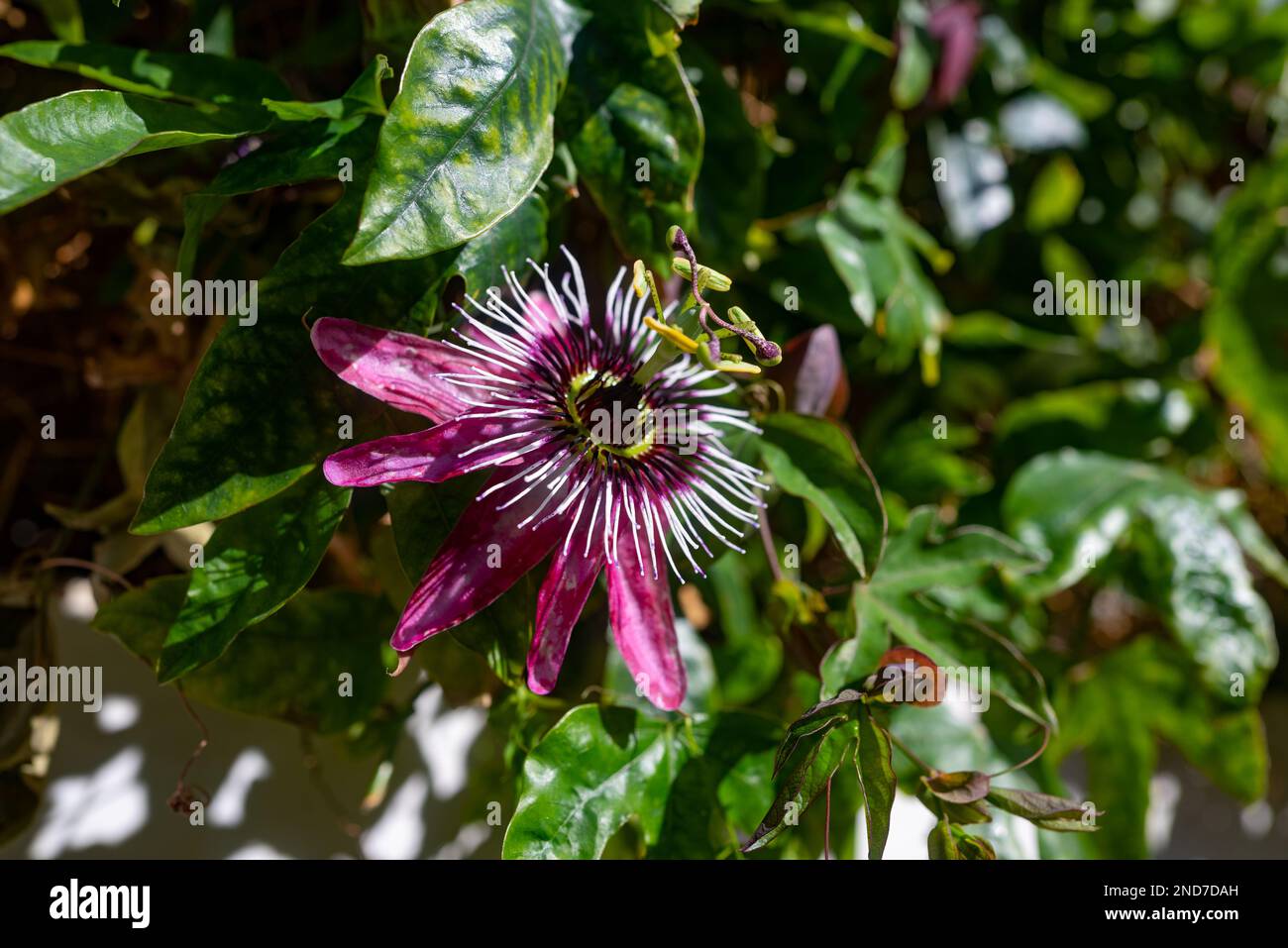 Winged stem passionflower hi-res stock photography and images - Alamy