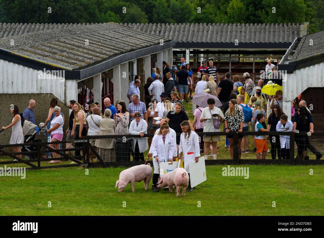 Contestants in showring hi-res stock photography and images - Alamy