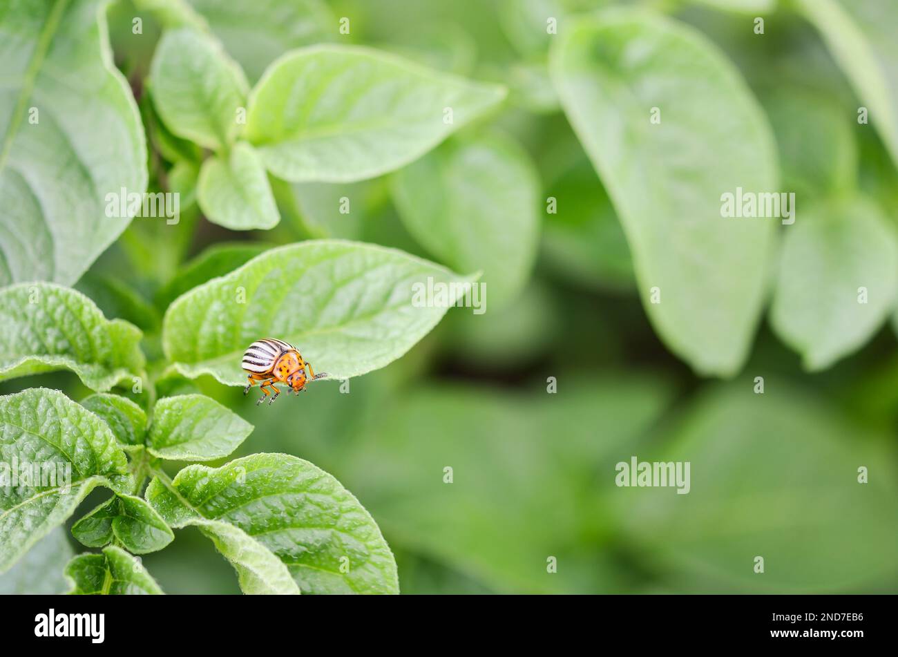 Colorado beetles. Young Colorado beetle on a potato leaf Stock Photo ...