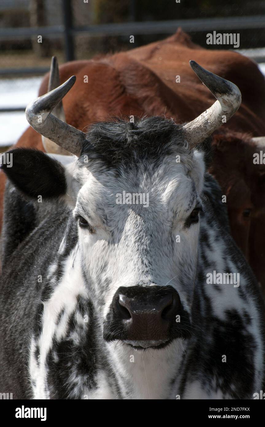 Randall lineback cow, close-up of head face view Stock Photo - Alamy
