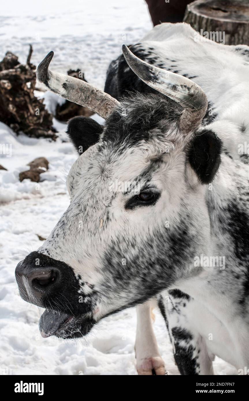 Randall lineback cow, close-up vertical tongue sticking out Stock Photo ...