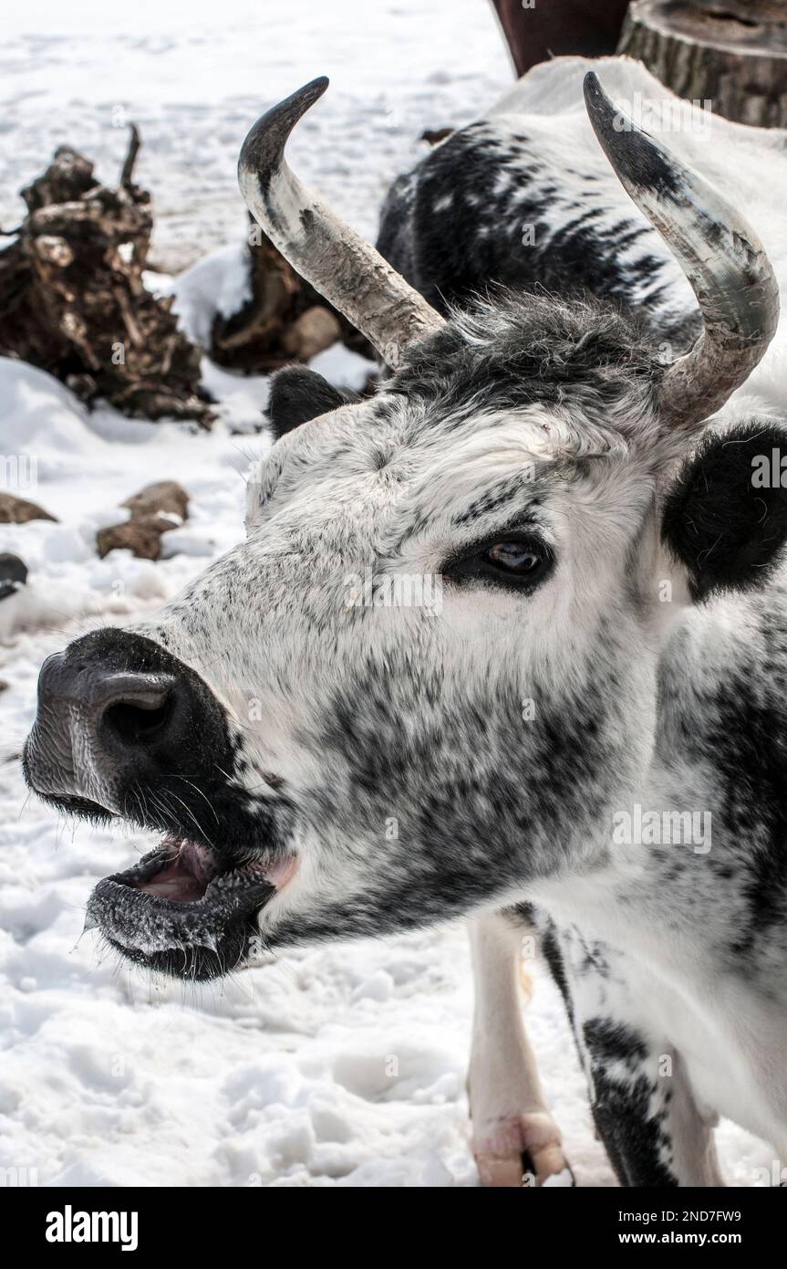 Randall lineback cow, close-up vertical mouth open Stock Photo - Alamy