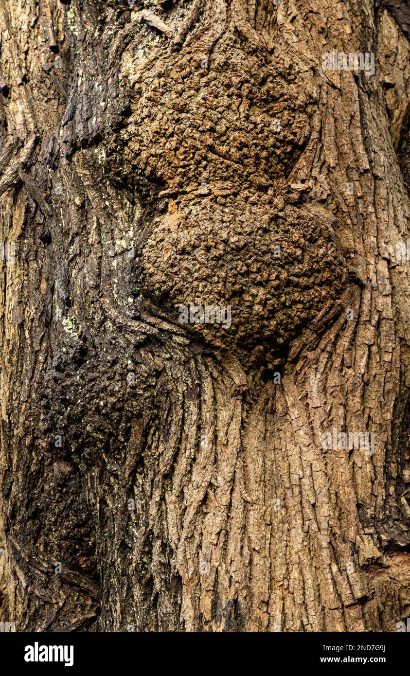 Tree knots hi-res stock photography and images - Alamy