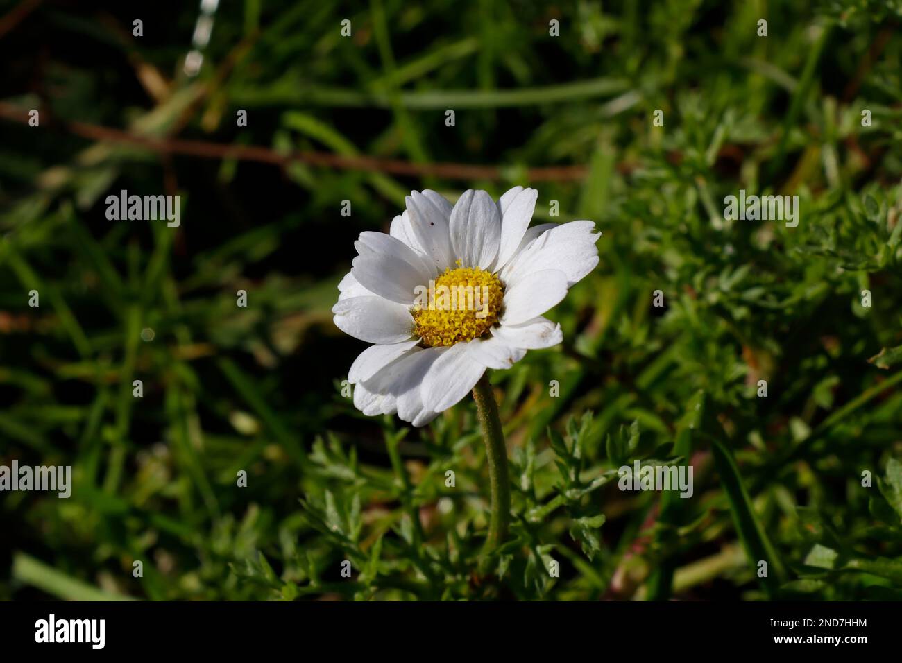 Daisy blossom hi-res stock photography and images - Alamy