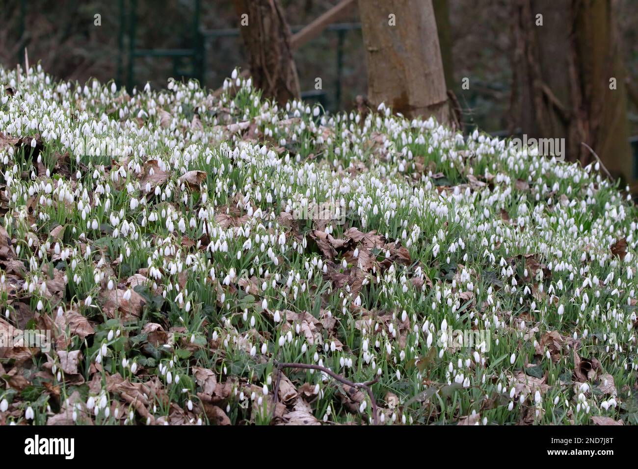 Large snowdrops hi-res stock photography and images - Alamy
