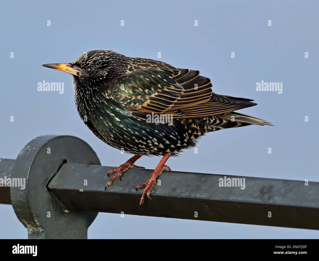 Common Starling (Sturnus Vulgaris Stock Photo - Alamy