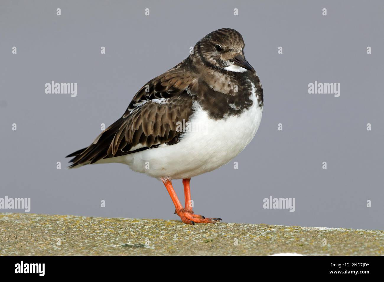 Turnstone (Arenaria interpres) in Summer Plumage Stock Photo - Alamy
