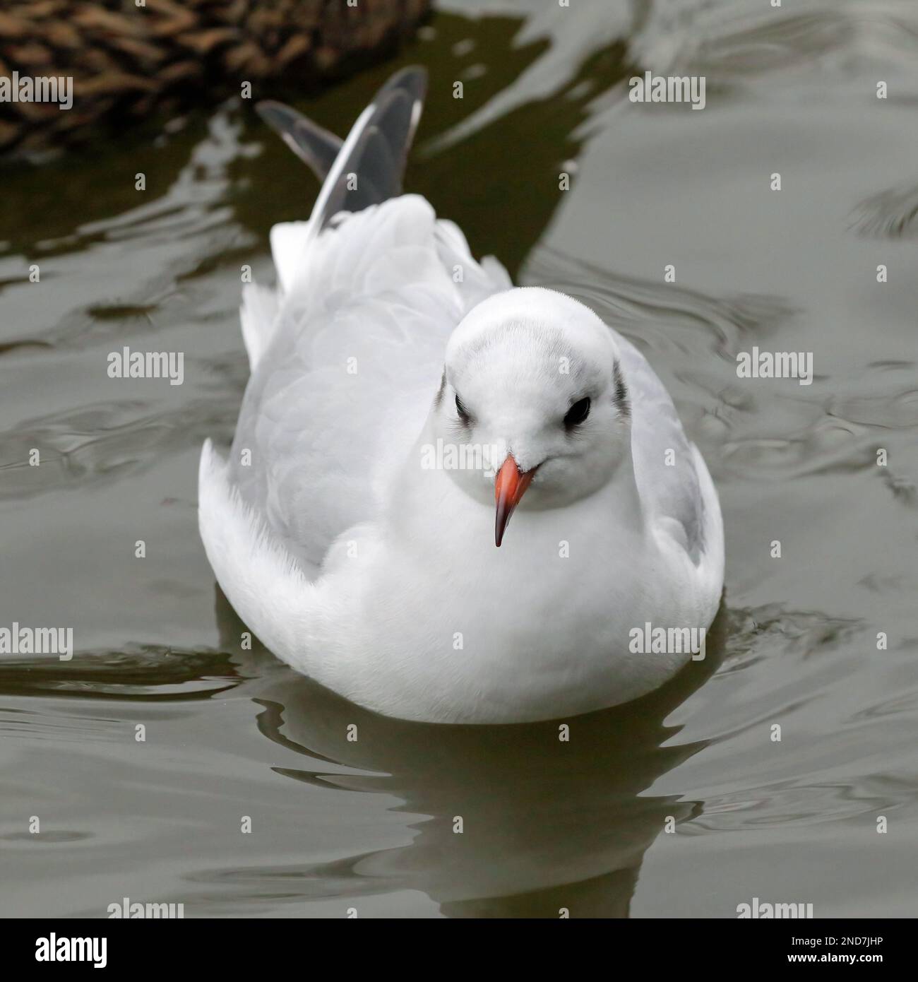 A Black Headed Gull (Chroicocephalus ridibundus) in Winter plumage ...