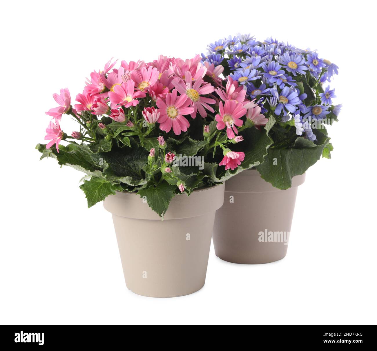 Different cineraria plants in flower pots on white background Stock ...