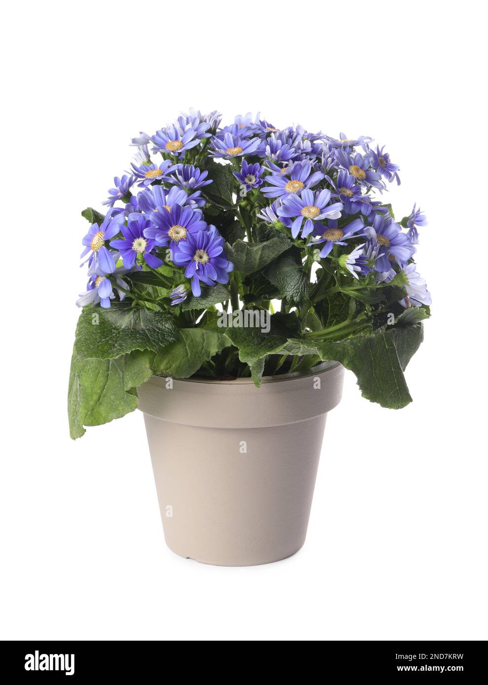 Beautiful purple cineraria plant in flower pot isolated on white Stock ...