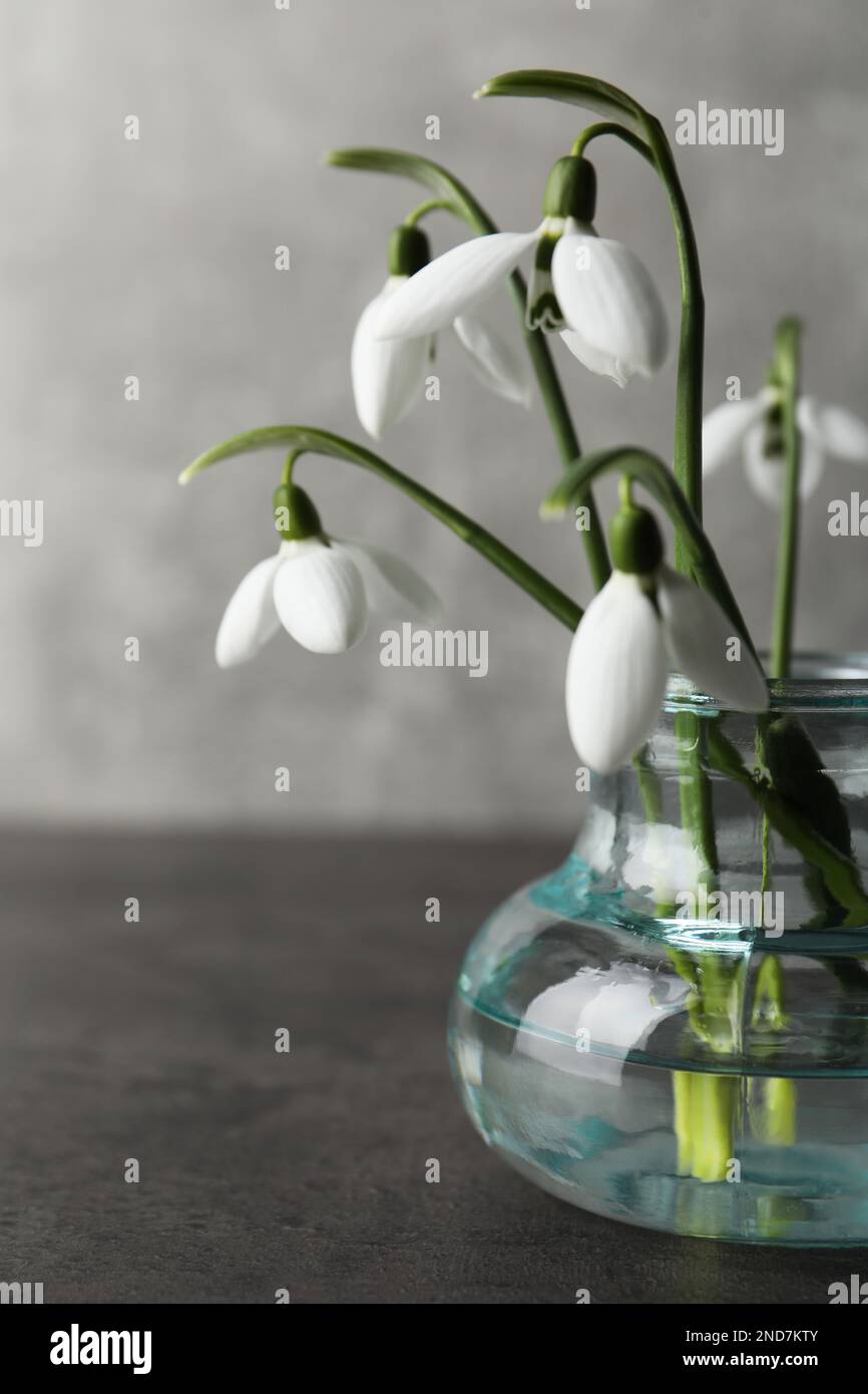 Beautiful snowdrop flowers in glass vase on grey table. Space for text ...