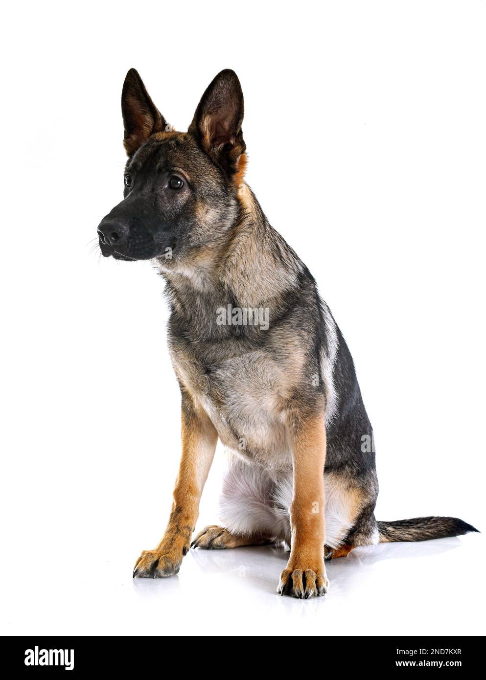 young german shepherd in front of white background Stock Photo - Alamy