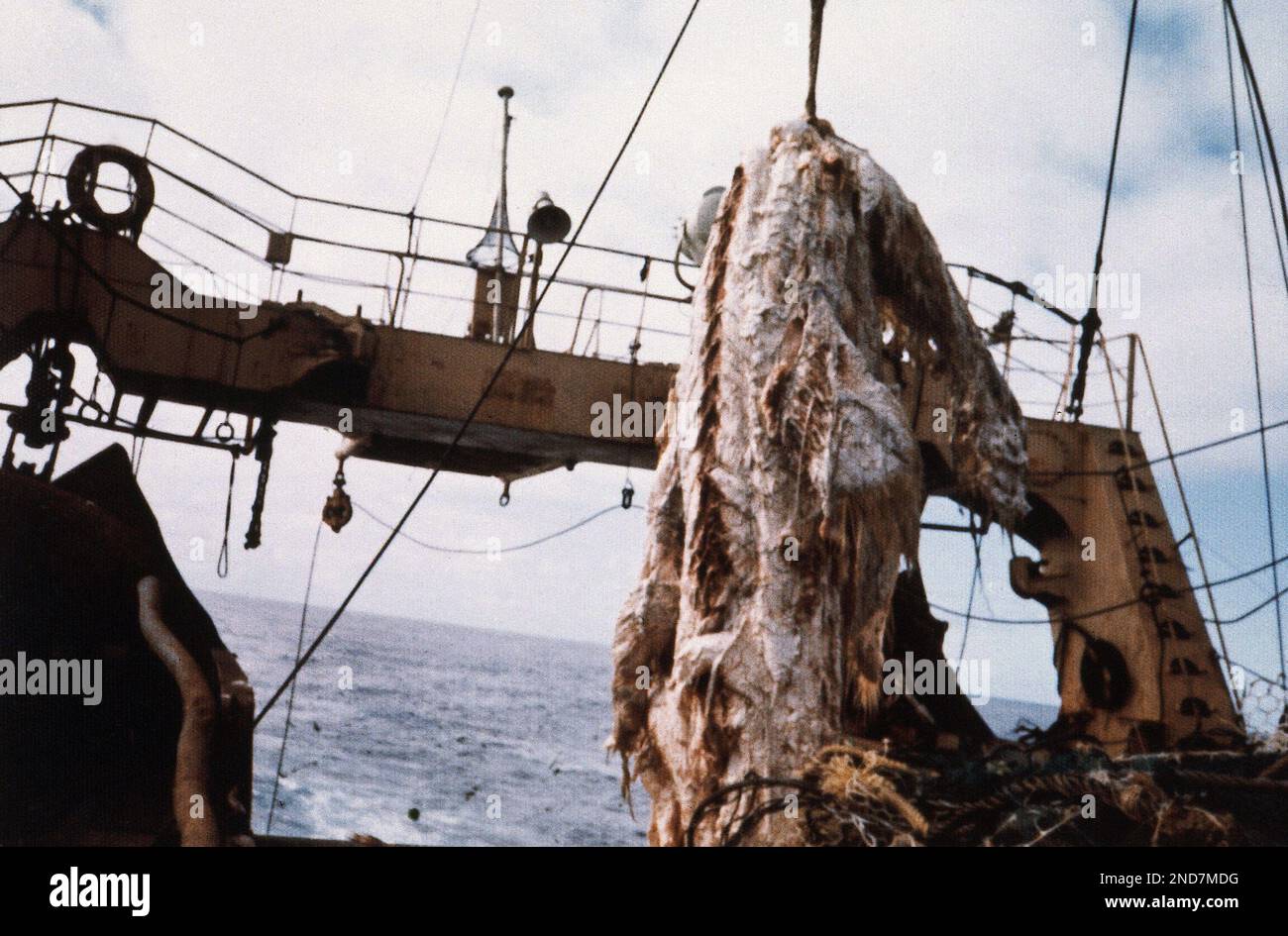 The decomposed body of a strange prehistoric looking animal caught by a ...