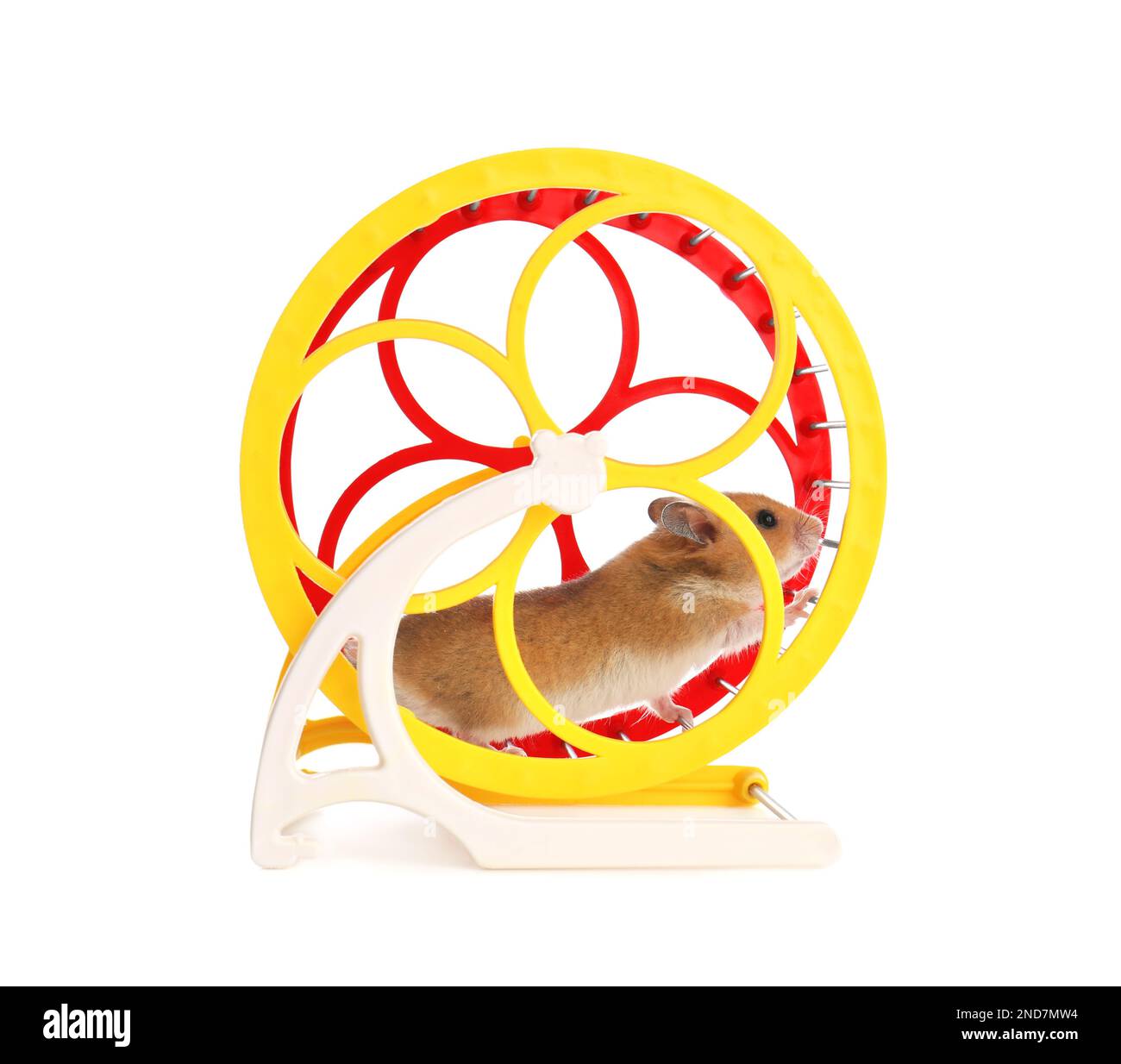 Cute little hamster in spinning wheel on white background Stock Photo ...