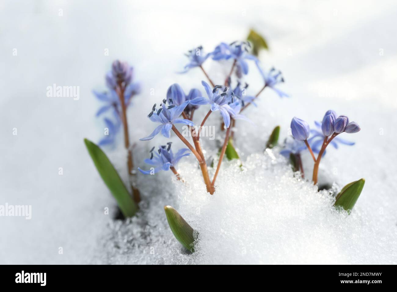 Beautiful lilac alpine squill flowers growing through Stock Photo - Alamy