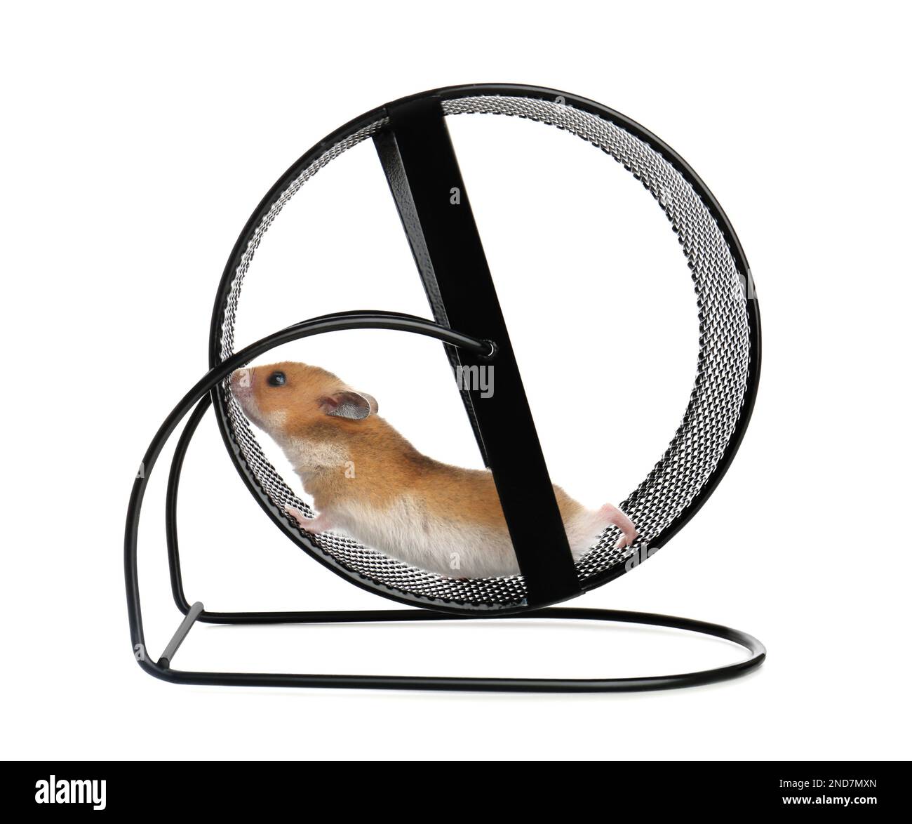 Cute little hamster in spinning wheel on white background Stock Photo ...
