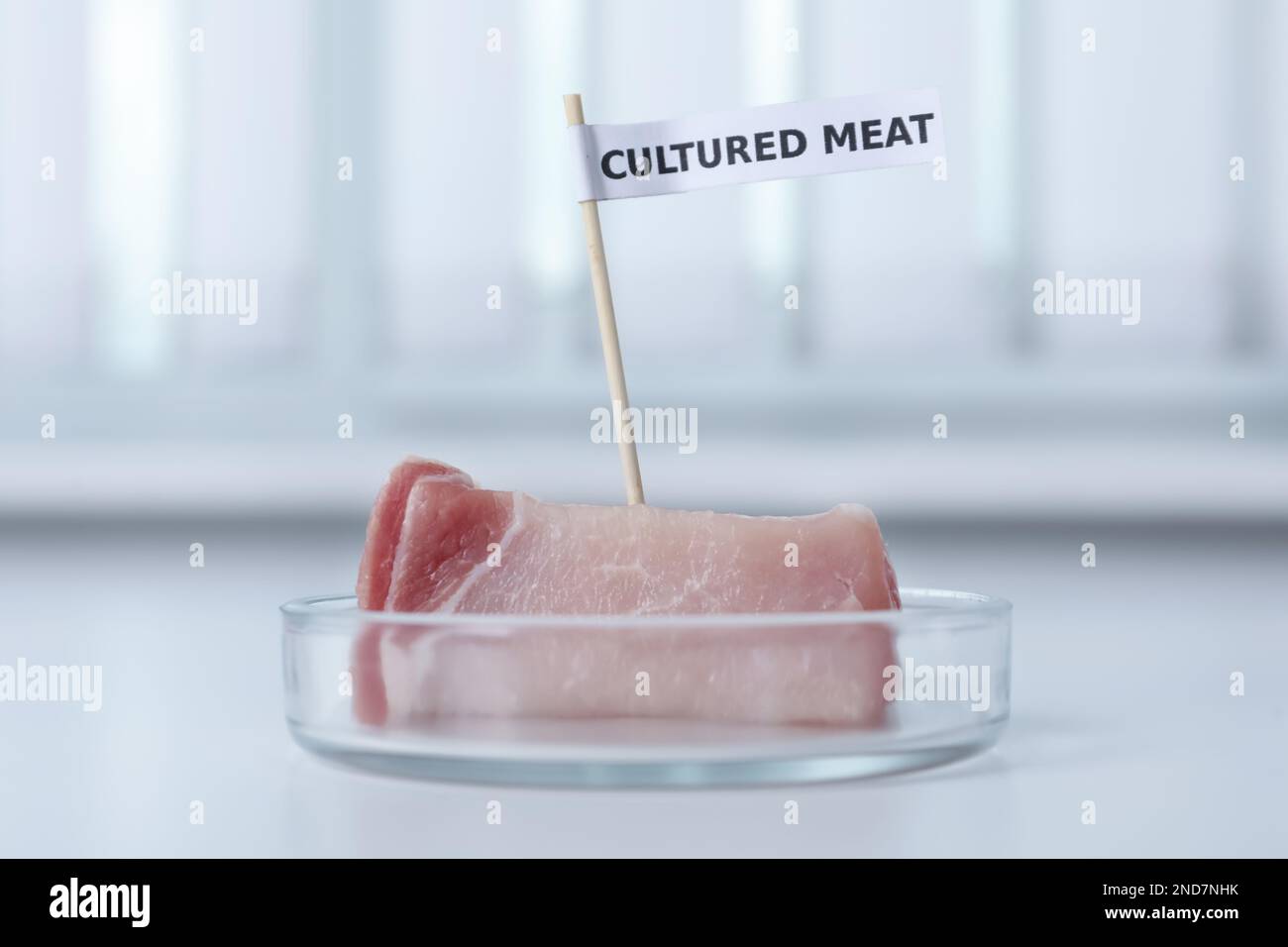 Petri dish with sample of lab grown pork labeled Cultured Meat on white ...