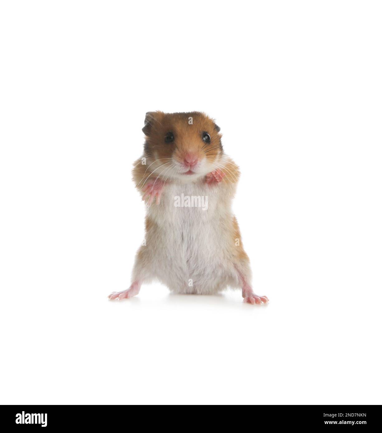 Standing hamster Cut Out Stock Images & Pictures - Alamy