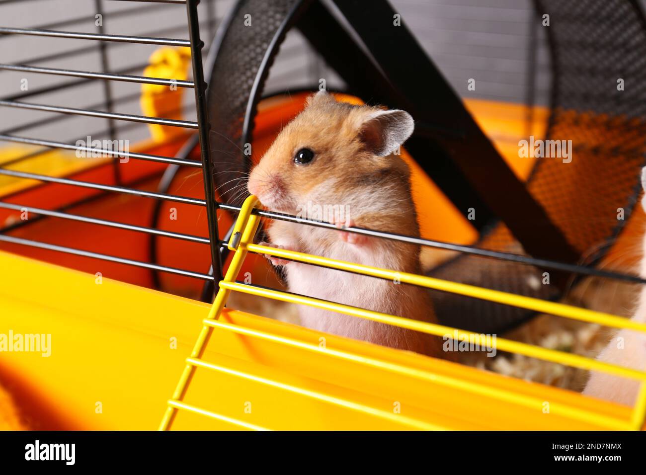 Cute little fluffy hamster inside of cage Stock Photo - Alamy