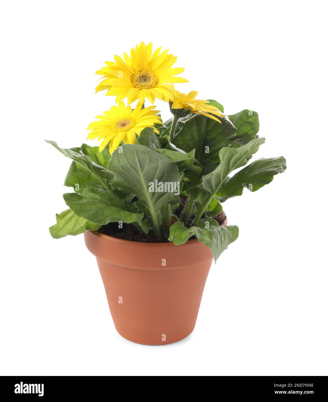 Beautiful blooming gerbera flower in pot on white background Stock ...