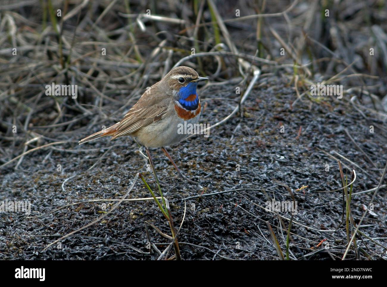 Bluethroat (Luscinia svecica svecica) adult male standing on ground ...